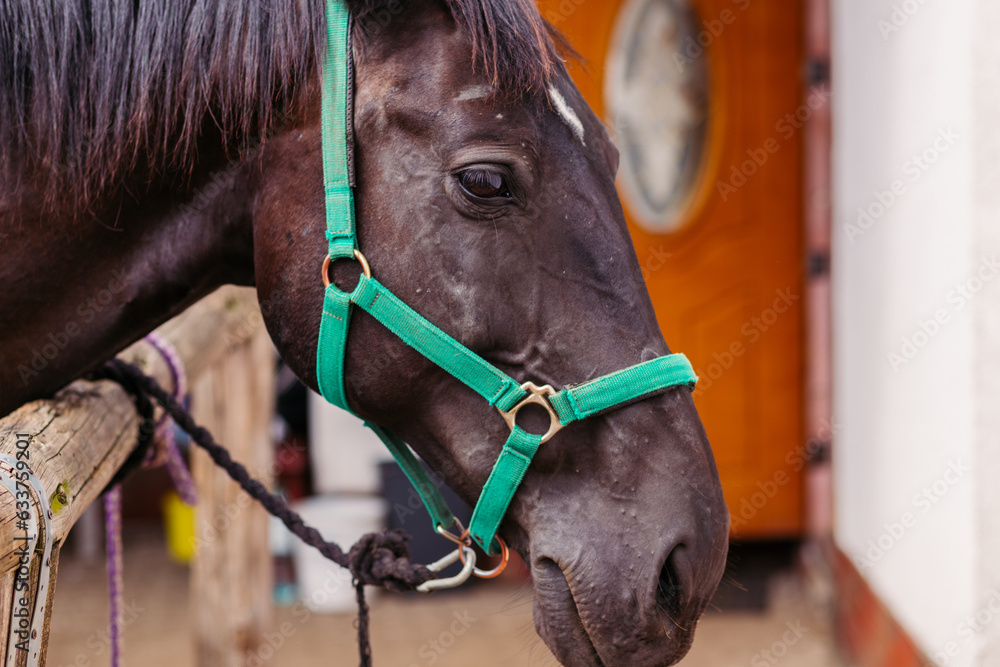 Horse muzzle close up. Black stallion in a pack. Powerful sports horse ...