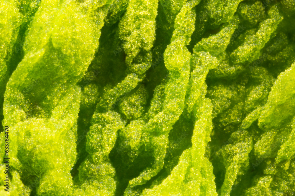 Cyanobacteria, Cyanobacteriota or Cyanophyta a layer on the water ...