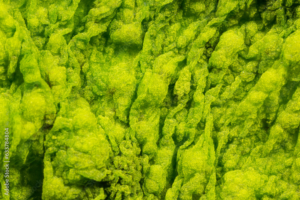 Cyanobacteria, Cyanobacteriota or Cyanophyta a layer on the water ...