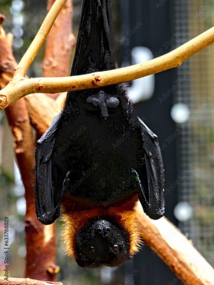 Pairi Daiza Zoo, Belgium - July 2023 - Magnificent bat Stock Photo ...