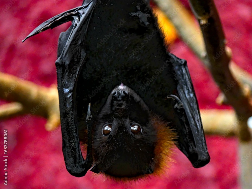 Pairi Daiza Zoo, Belgium - July 2023 - Magnificent bat Stock Photo ...