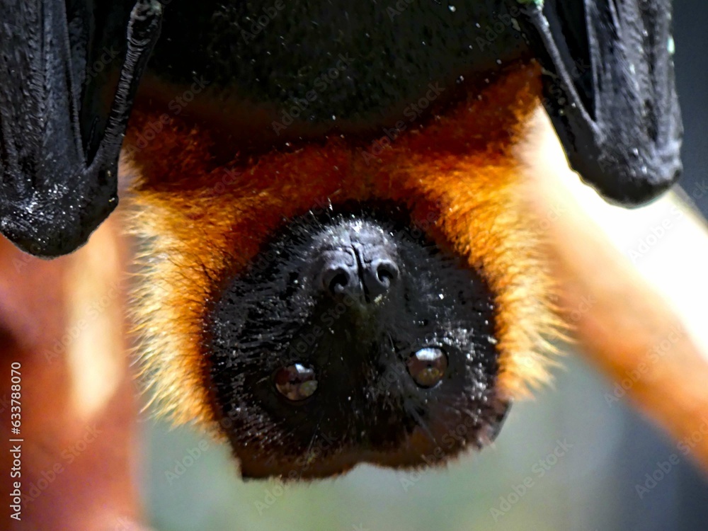 Pairi Daiza Zoo, Belgium - July 2023 - Magnificent bat Stock Photo ...