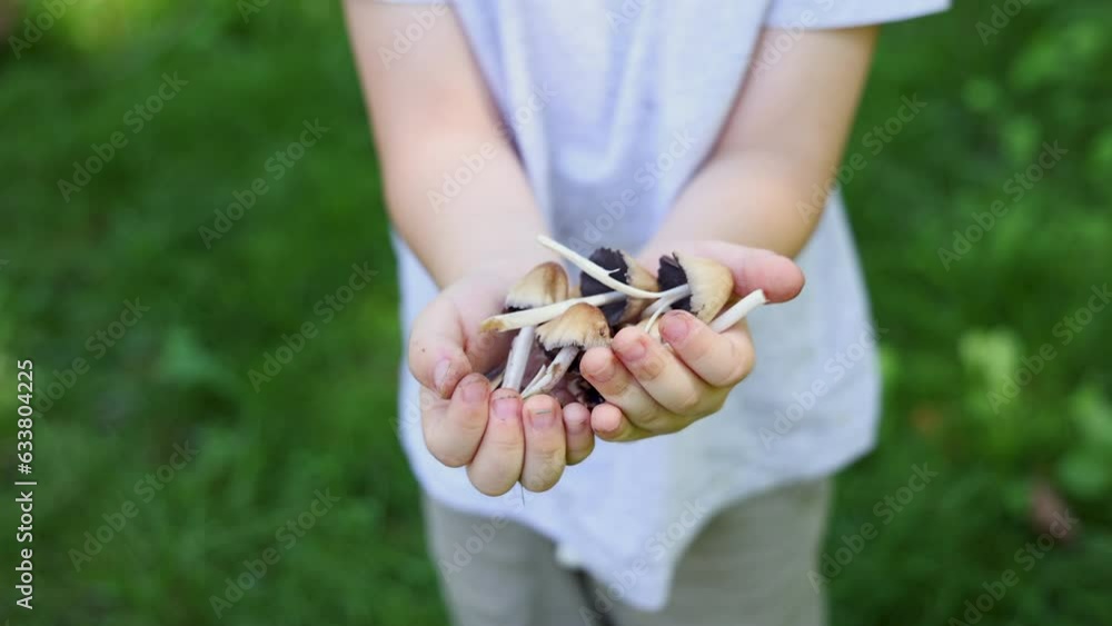 kid collecting in park poisonous mushrooms or stepping walking on them ...