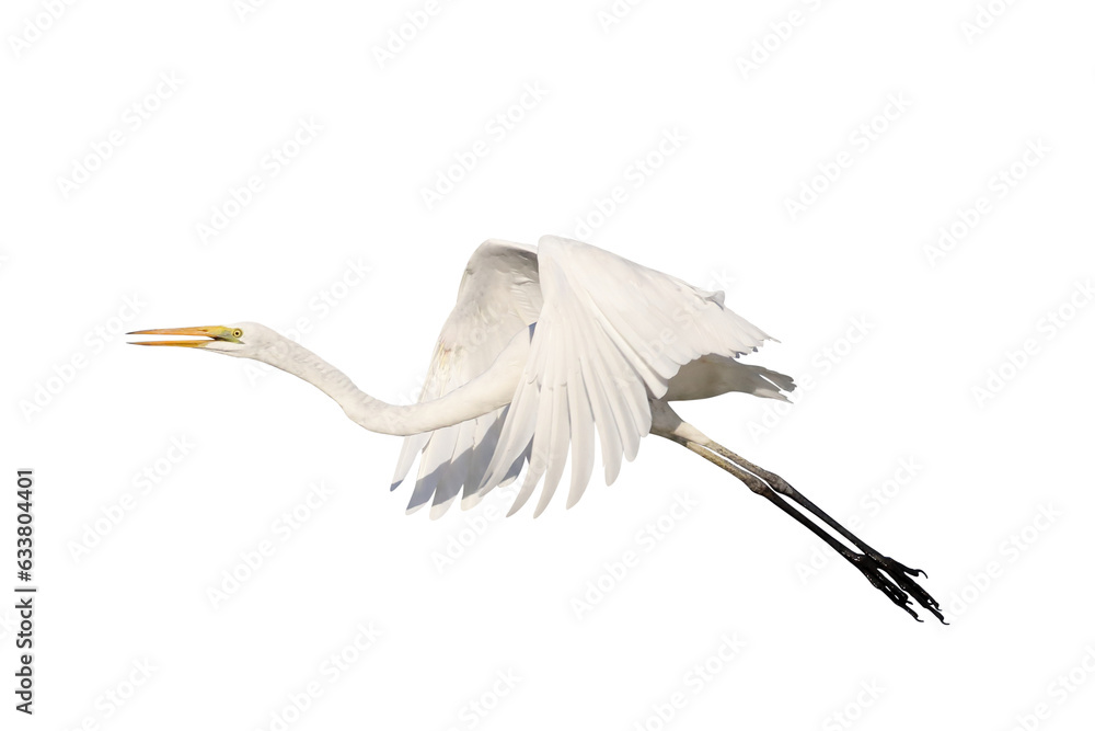 Beautiful of Eastern great egret flying isolated on transparent ...
