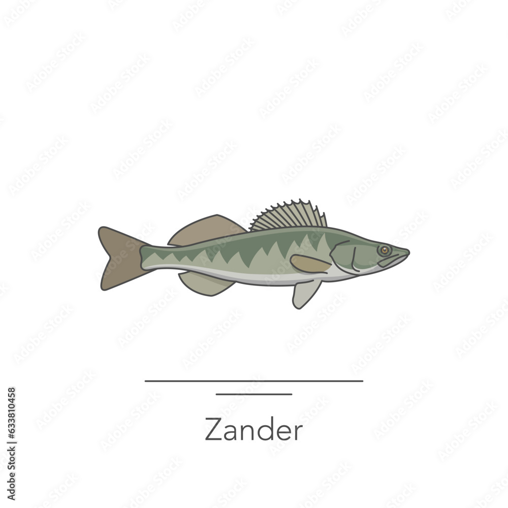 Zander icon. Outline colorful icon of zander fish on white. Vector ...