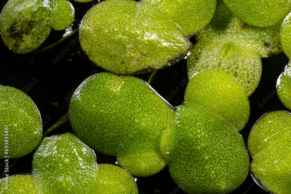 Lemna minor - free-floating aquatic plants (common name duckweed) under ...