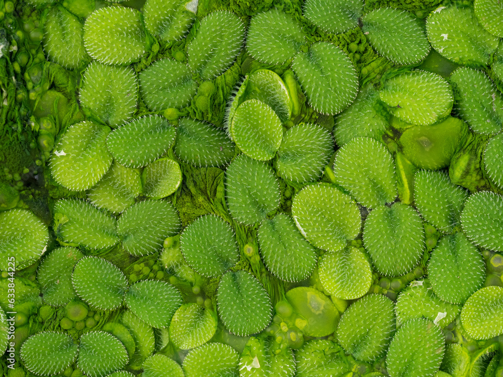 Salvinia natans floating fern, floating watermoss, water butterfly ...