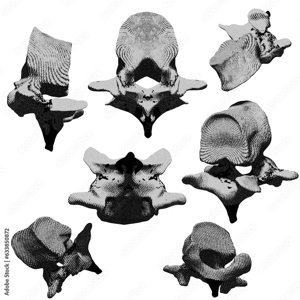 bone silhouettes. vintage engraved illustration. Human bones skeleton ...