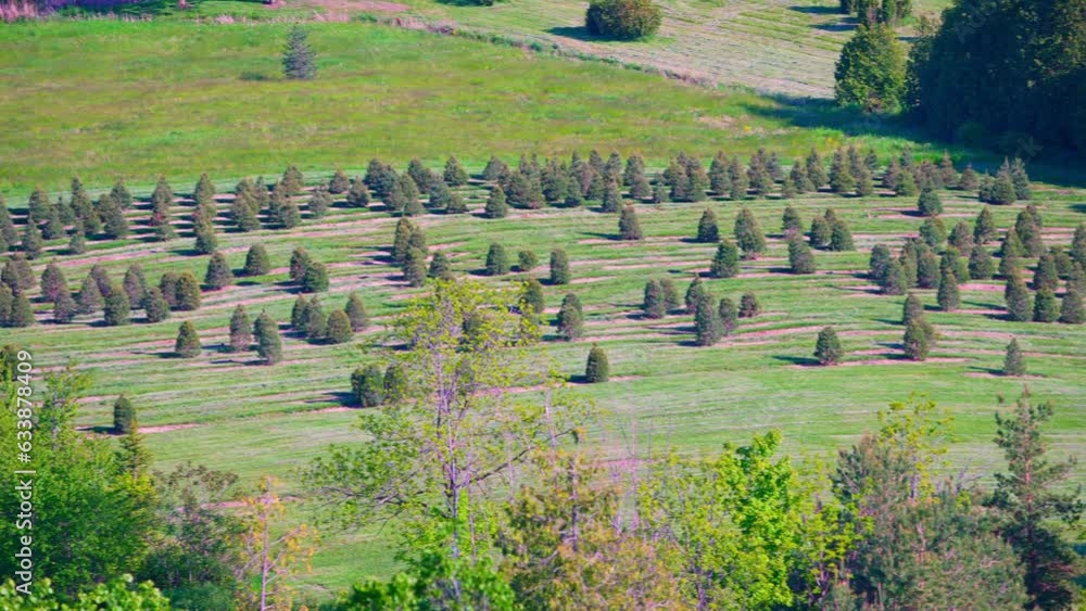 Young Conifers farm for sale and reforestation, spruce trees and pines ...