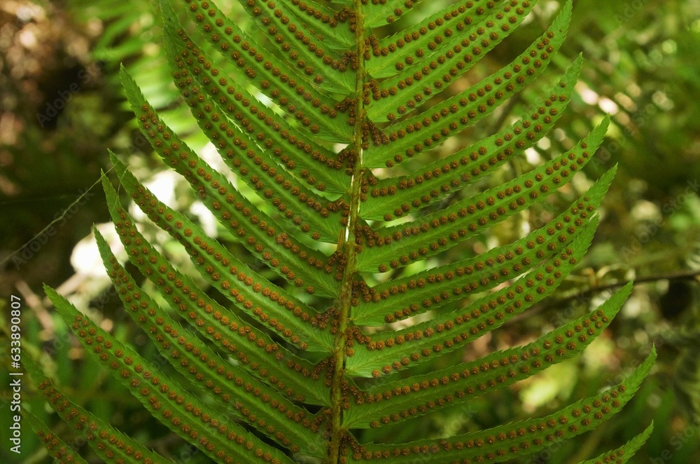 View of the underside of a fern frond, specifically a Western Sword ...