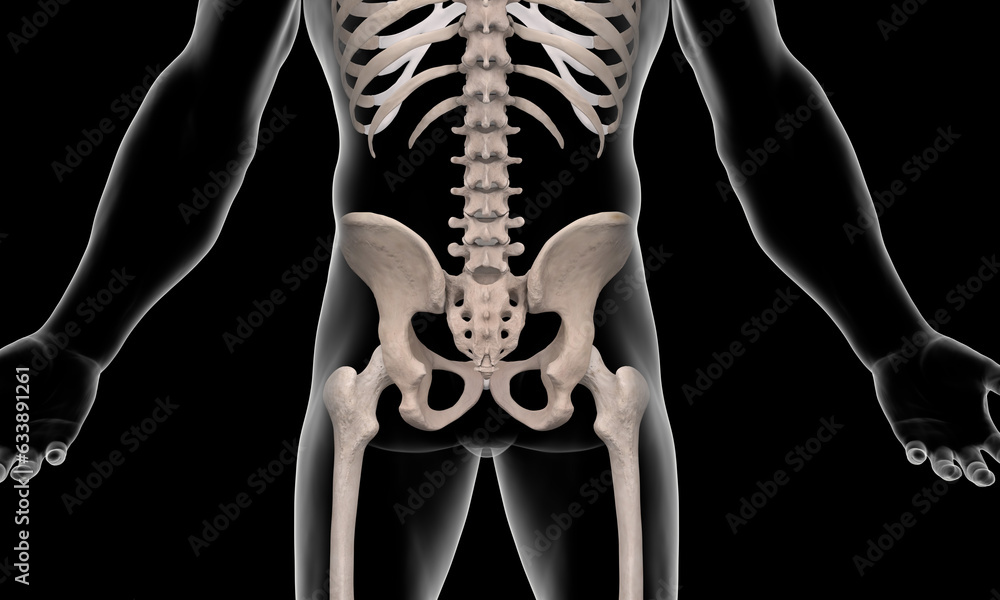 Pelvic skeleton back view on x-ray body with black background Stock ...