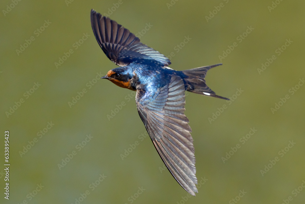 Beautiful Blue Barn Swallow in Flight Over Green Background Stock Photo ...