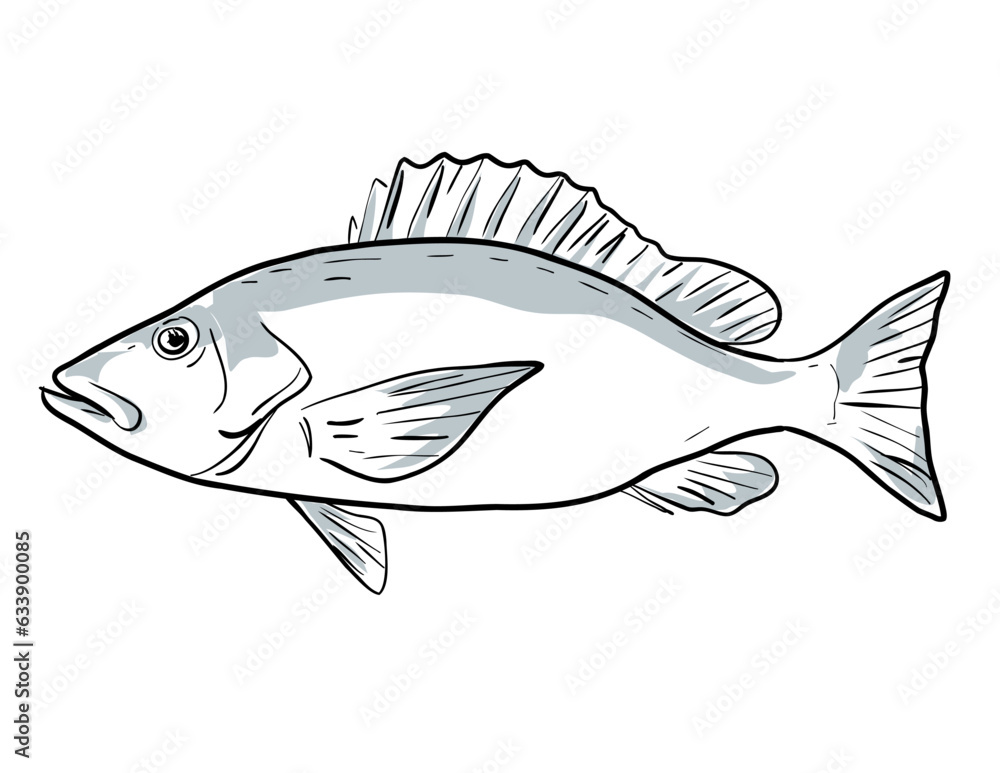 Drawing sketch style illustration of a blackfin snapper fish native to ...