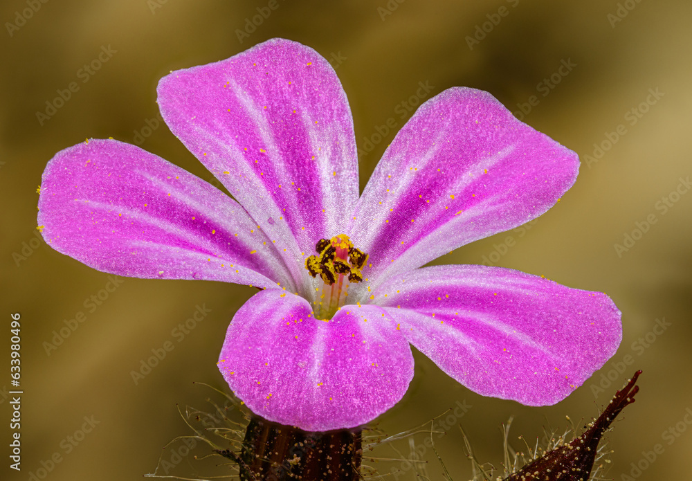 pink flower of Geranium robertianum known as herb-Robert, red robin ...