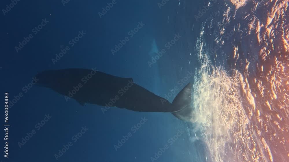Large spermwhale dive in blue ocean. People dive to mammals under water ...