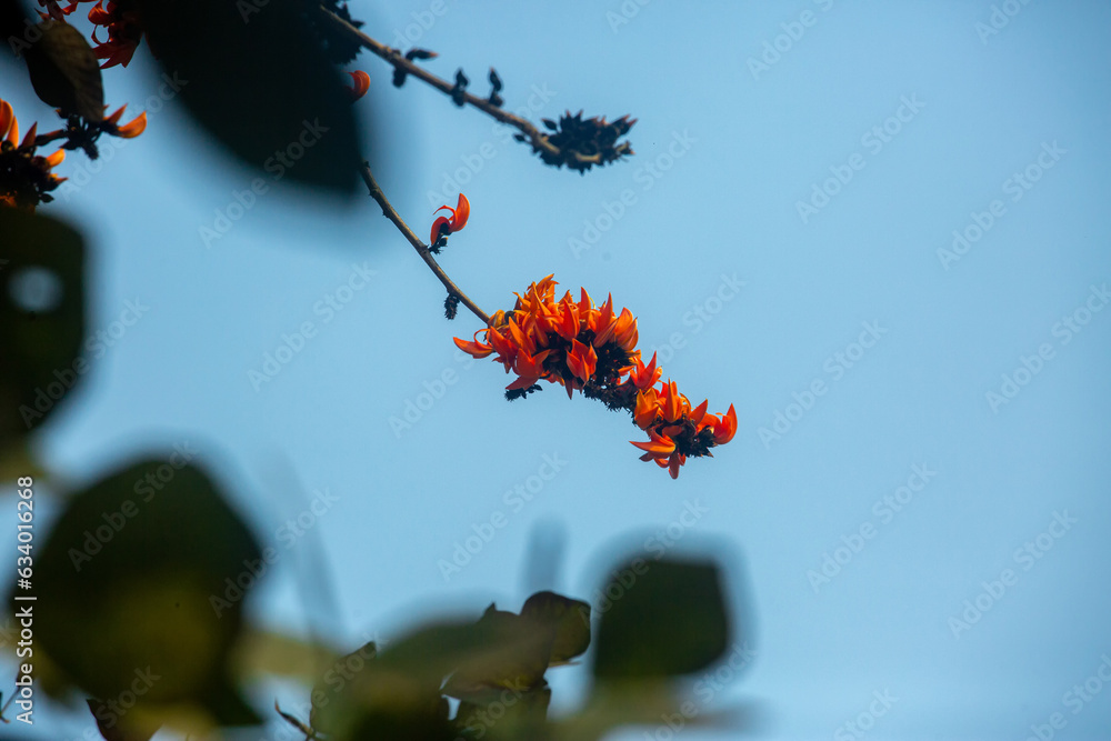 The red-orange Palash flower buds and leaves are hanging in the tree ...