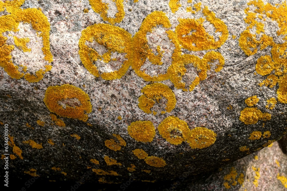 Yellow moss grows on rocks. Yellow fungus cyanobacteria, moss and ...