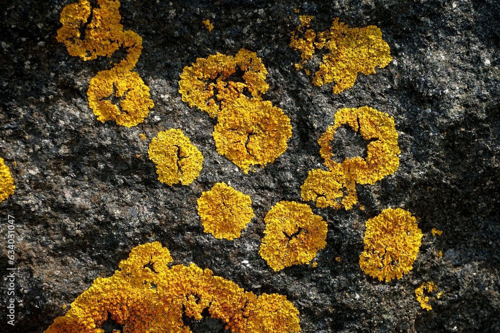 Yellow moss grows on rocks. Yellow fungus cyanobacteria, moss and ...
