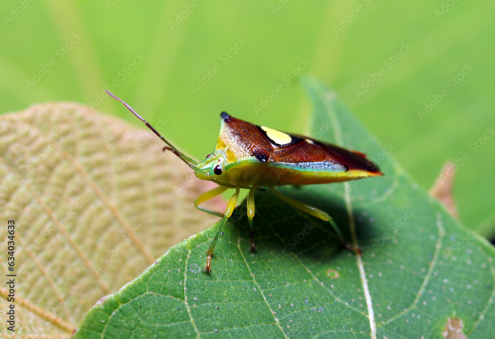 Cute yellow heart marking Esakimonkitsunokamemushi(Sastragala esakii ...