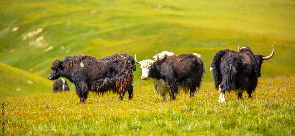 A herd of yaks graze in the mountains. Himalayan big yak in a beautiful ...