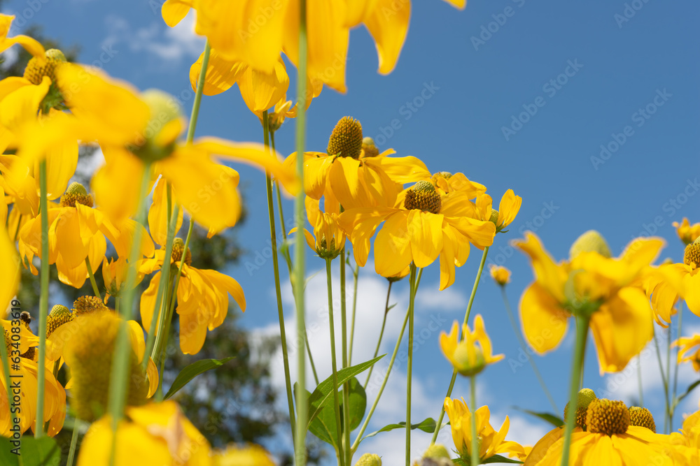 Rudbeckia laciniata also known as cutleaf coneflower or green-headed ...