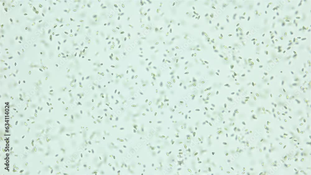 Unicellular algae Dunaliella salina under the microscope, Chlorophyta ...