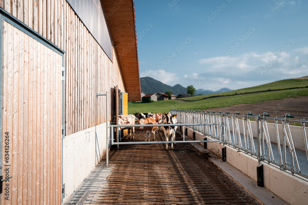 Neuer Kuhstall mit Aussenbereich, die Kühe genießen das Wetter. Stock ...