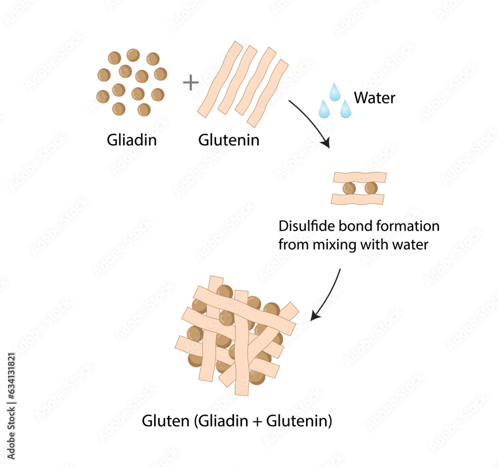 Gluten Formation, Disulfide Bond Formation From mixing two molecules of Gliadin and Glutenin ...