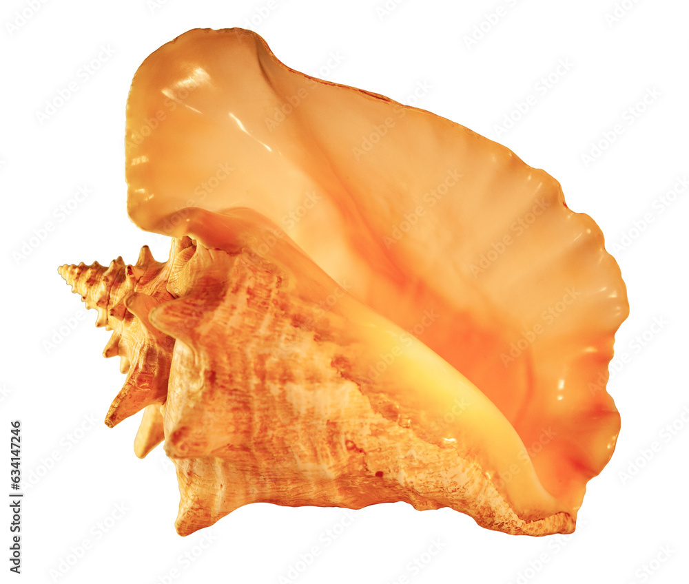 Queen Conch or Pink Conch (Strombus Gigas) seashell from the Caribbean ...