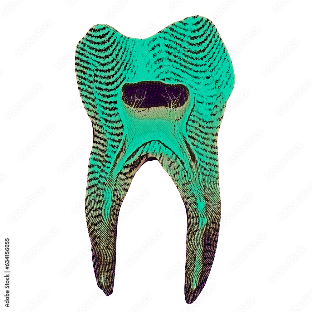 Human anatomy scientific illustrations: teeth. Teeth sketch. Hand drawn ...