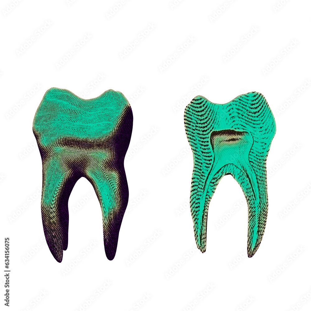 Human anatomy scientific illustrations: teeth. Teeth sketch. Hand drawn ...