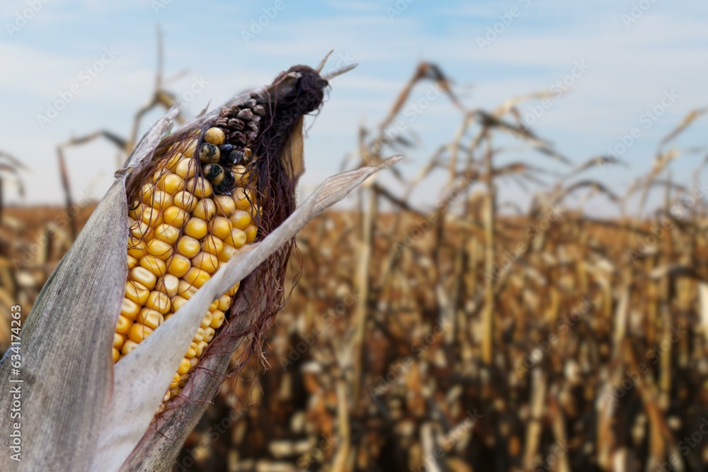 Plagát Corn cobs affected by a fungal disease - fusarium (Fusarium ...