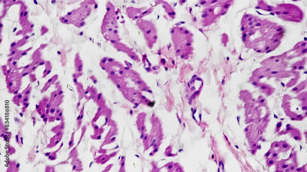 Cross section of human smooth muscle filmed under microscope with 400x ...