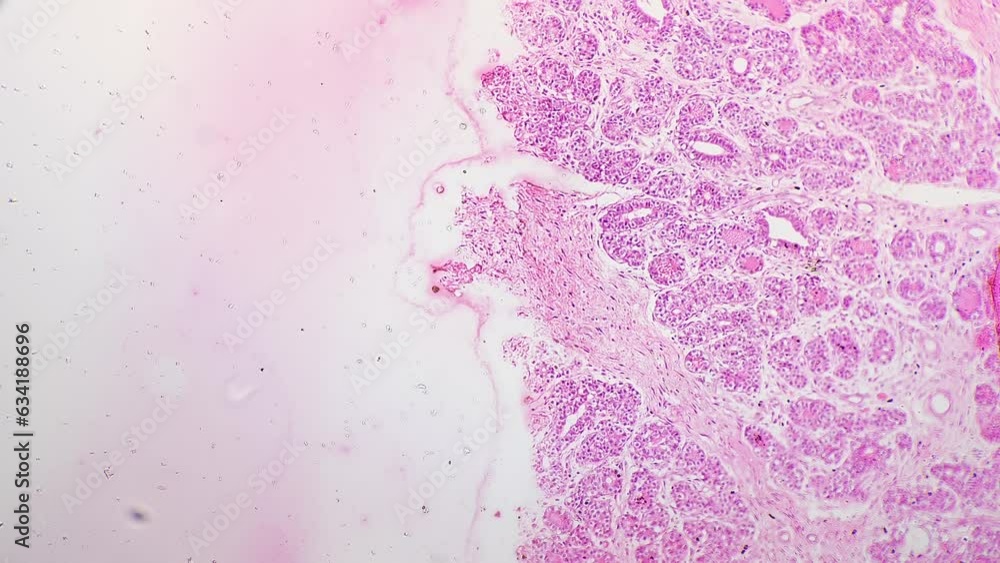 Tissue of human bronchiolus filmed under microscope with 40x ...