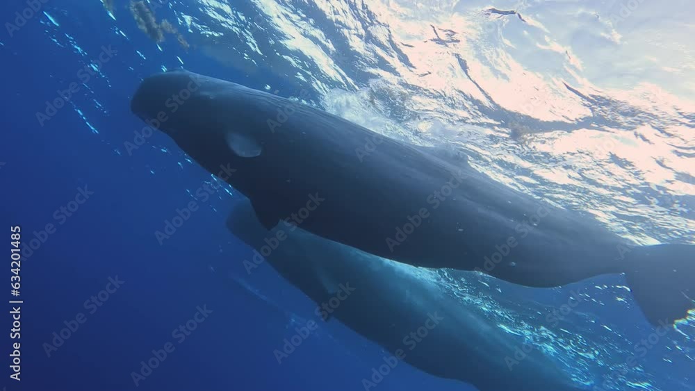 Group of young sperm whales swim horizontally and sleep vertically underwater. Huge group of ...
