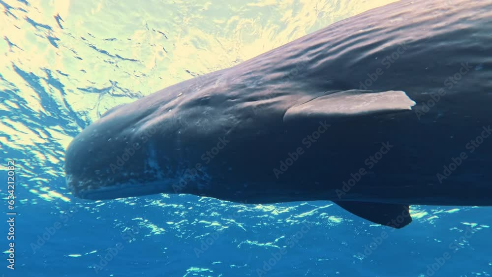 Stunning close-up footage of a vertical Sperm Whale under the surface ...