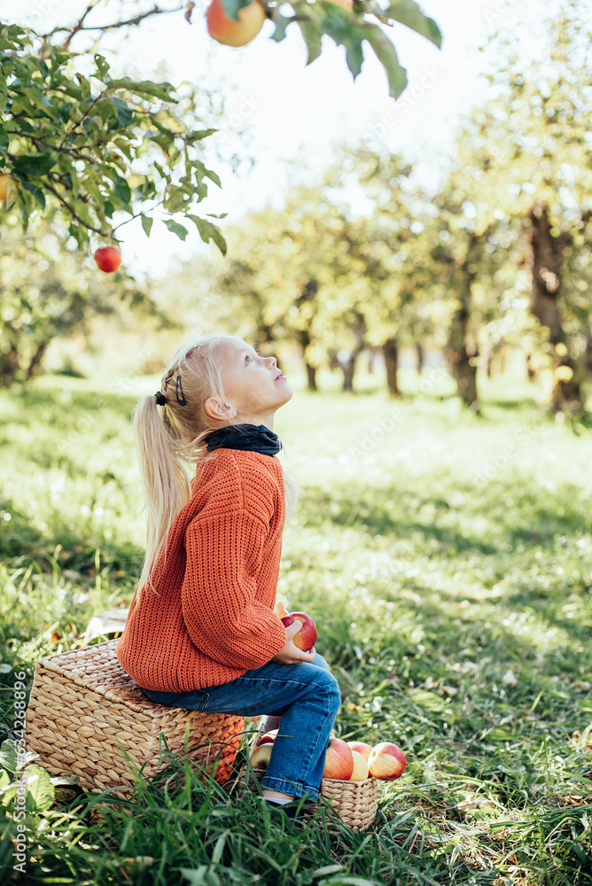 Child picking apples on farm in autumn. Little girl playing in tree ...