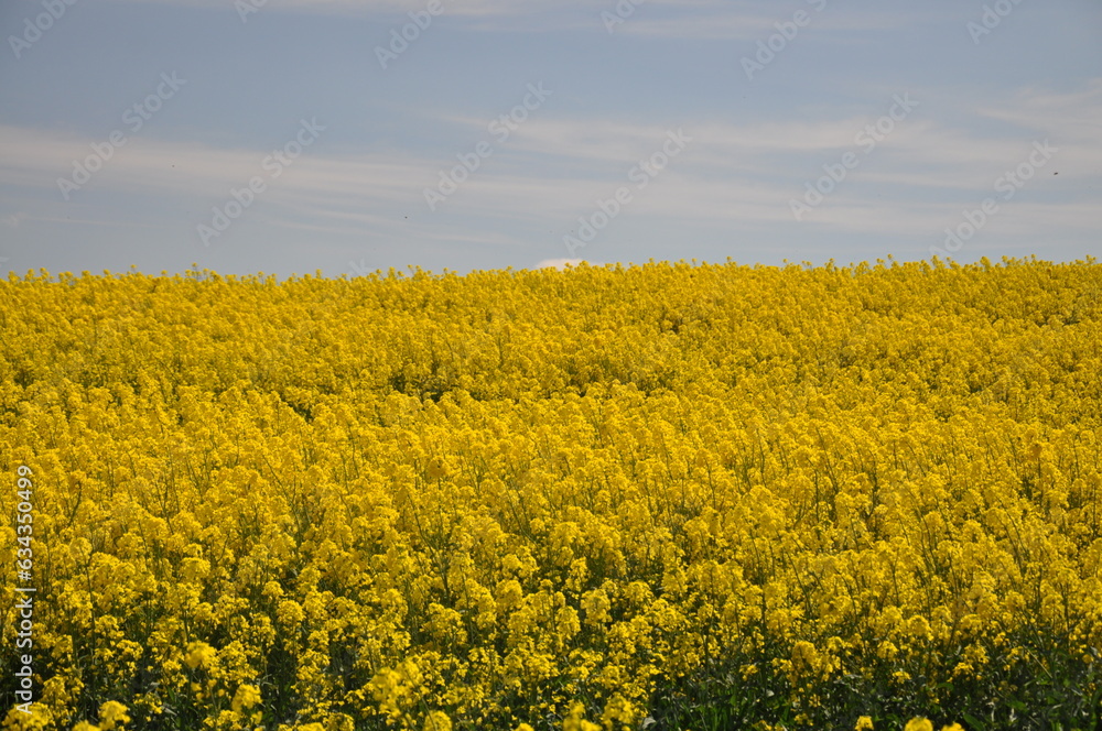 Pole rzepaku - naturalna flaga Ukrainy Stock Photo | Adobe Stock