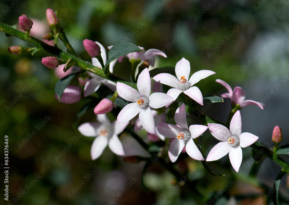 Beautiful white flowers and pink buds of the Australian native Box Leaf ...