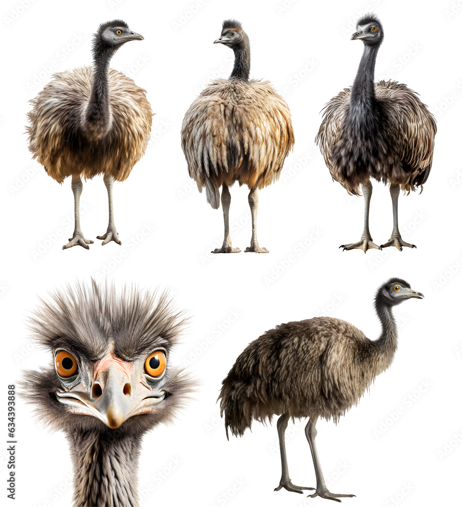 Emu bird, many angles and view portrait side back head shot isolated on ...