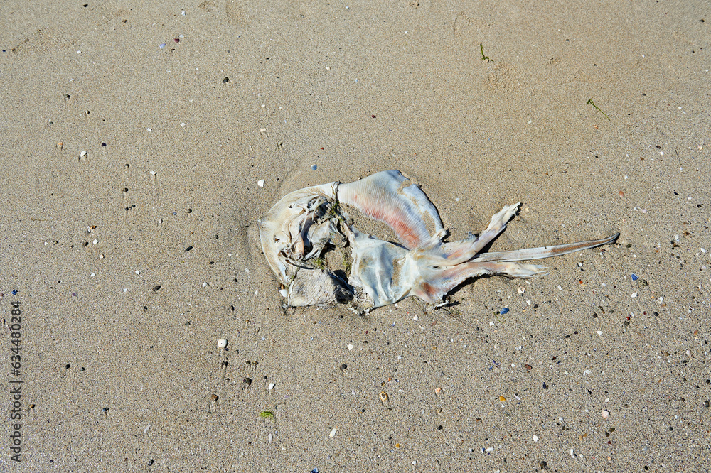 dead and decomposed stingray fish on the beach sand Stock Photo | Adobe ...