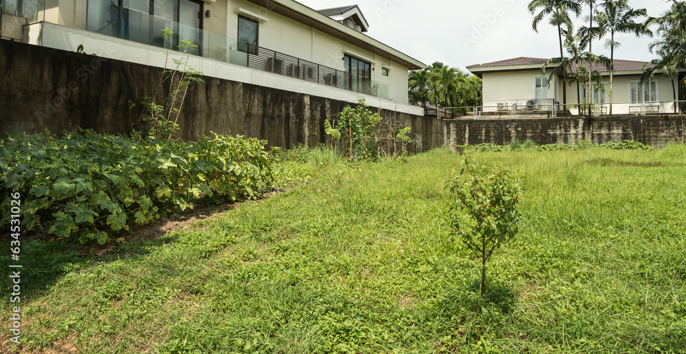 An empty piece of urban land turned into a small scale farming ...