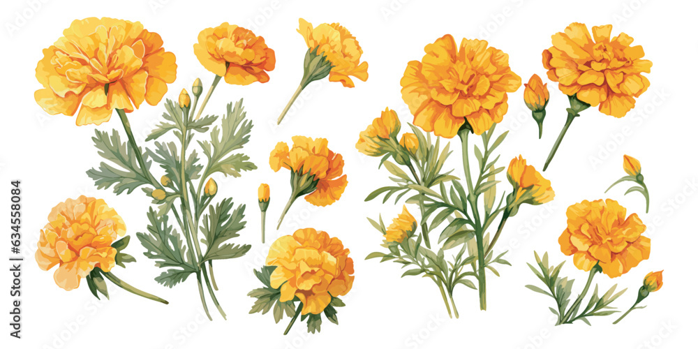 watercolor marigold flower clipart for graphic resources Stock Vector ...