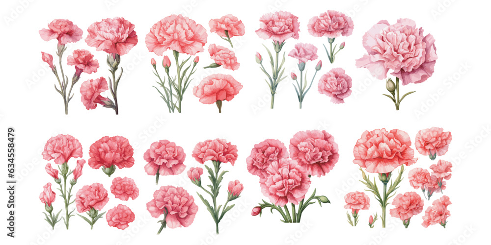 watercolor carnation flower clipart for graphic resources Stock Vector ...