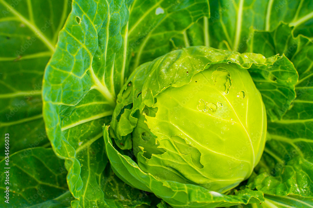 Young head of white cabbage eaten by pests, close-up. Holes in the ...