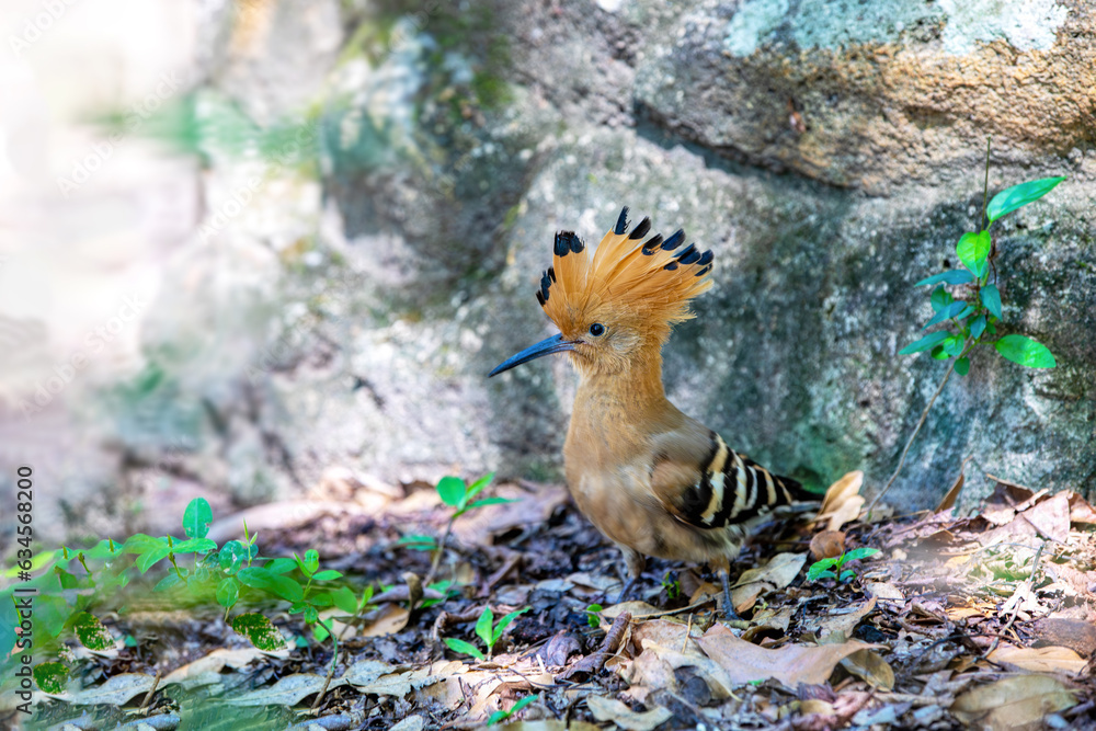 Madagascar hoopoe (Upupa marginata), species of hoopoe in the family ...