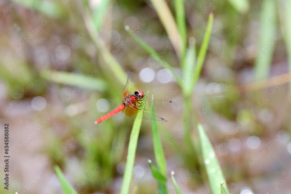 Nannophya pygmaea, known variously as the scarlet dwarf, northern ...