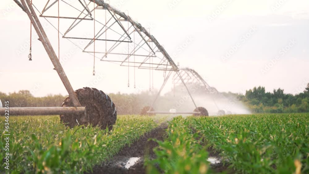 Agriculture.Irrigation system for green corn field.Watering summer ...