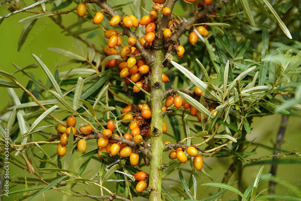 Hippophae rhamnoides,The fruits of the sea buckthorn as a useful plant ...
