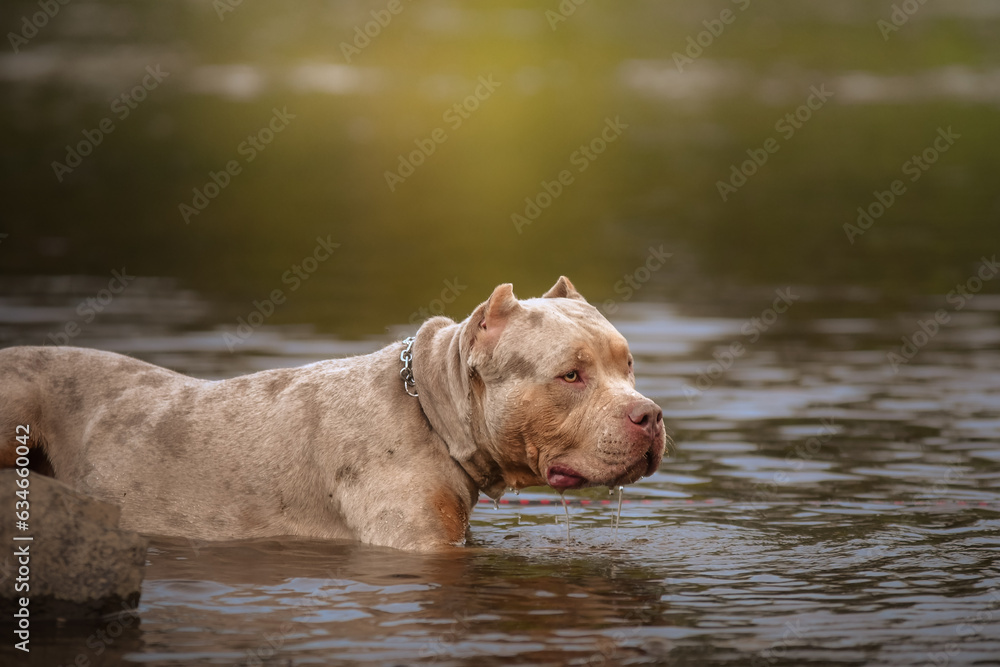 Portrait d'un chien de race american bully xl dans la nature Stock ...